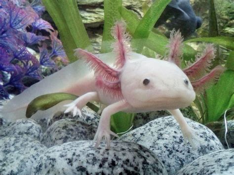 White And Pink Axolotl In Aquarium Tank