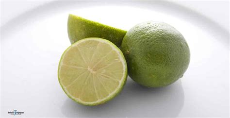 Limeta I Njezina Ljekovita Svojstva