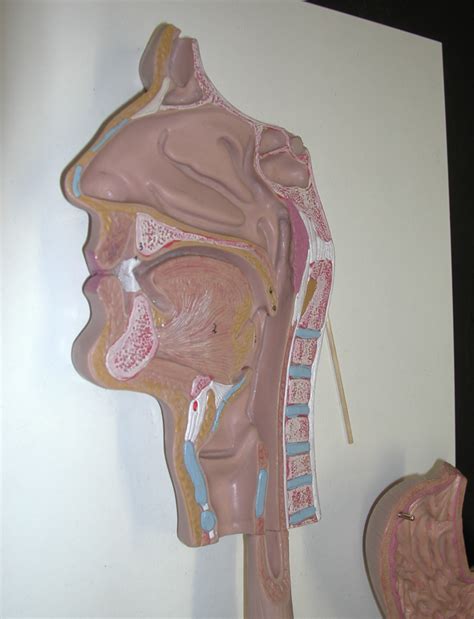 Upper Respiratory Model Diagram Quizlet Upper Respiratory Model Diagram Quizlet