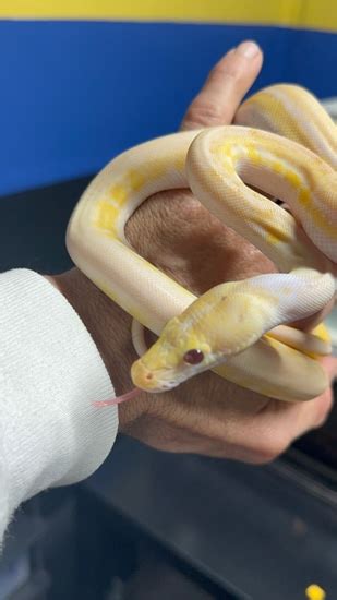 Albino Super Platinum 43 75 Kalatoa 12 5 Unknown Super Dwarf