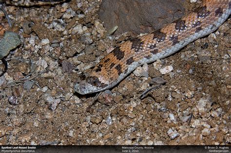 Spotted Leaf Nosed Snake Cave Creek Snakes