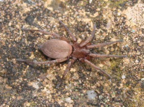 Drassodes From Netherton Dudley Uk On July 08 2021 At 0656 Am By