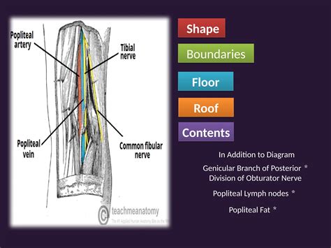 Popliteal Fossa And Its Boundaries Ppt Popliteal Fossa And Its Boundaries Ppt