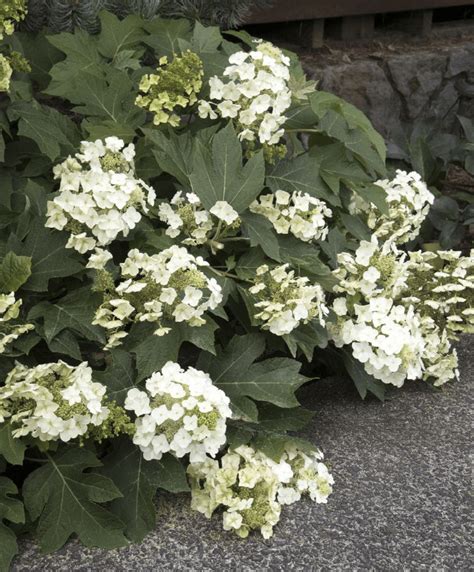 Oakleaf Hydrangea Care And 11 Varieties To Grow Birds And Blooms