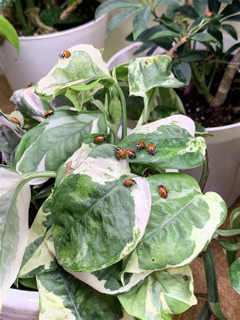 An Unusual Ladybug Problem See Comment Rhouseplants