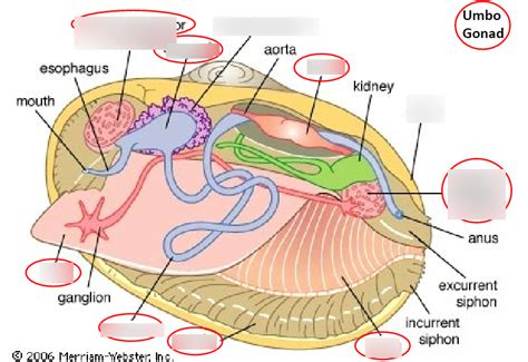 Clam Ppt Diagram Quizlet