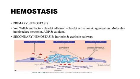 Homeostasis And Hemostasis Pptx