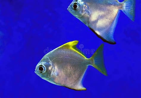 Tropical Fish Stock Image Image Of Swimming Found 275851135