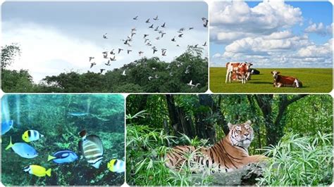 ခြောက်ရက်နေ့မြောက်တွင် ဖန်ဆင်းရှင်သည် စကားပြောပြီး သူ့စိတ်ထဲတွင်ရှိသည့