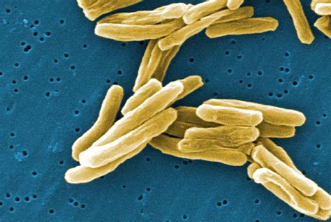Bacteria Dna Identification Classification Britannica
