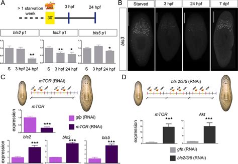 bls2, bls3 and bls5 levels are regulated by food ingestion and by mTOR ...