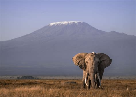 Vanishing Giants Inside The Disappearing World Of Amboselis Legendary