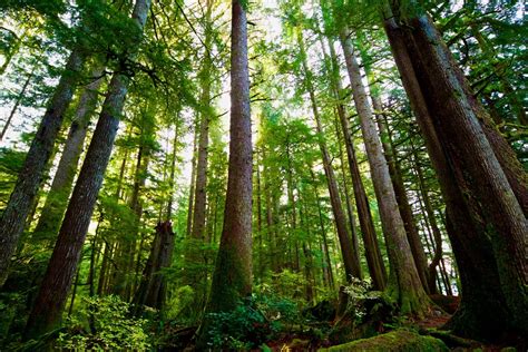 Forests In The Making How Bc Is Adapting Forest Regeneration