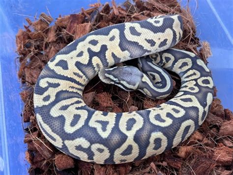 Orange Ghost Pastel Leopard Ball Python By Mike Brizzee Reptiles