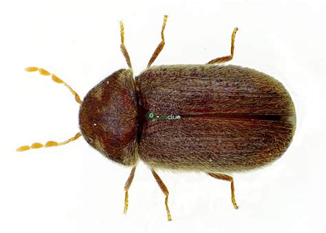 Common House Small Brown Bugs Identification Pestclue