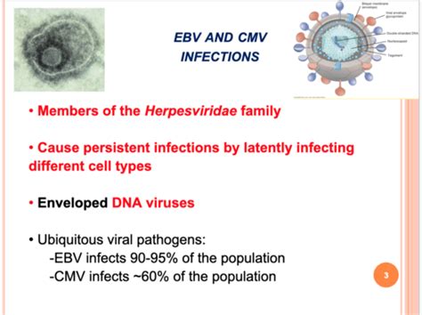 Micro Bio Hermel L9 Systemic Viral Infections Flashcards Quizlet
