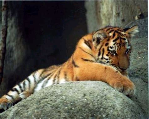 Baby Siberian Tiger By Indy Photographer On Deviantart