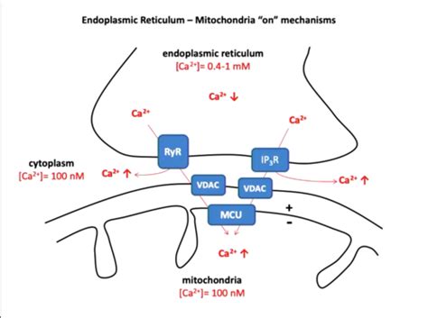 Cell0010 Cellular Calcium Signalling 1 Flashcards Quizlet