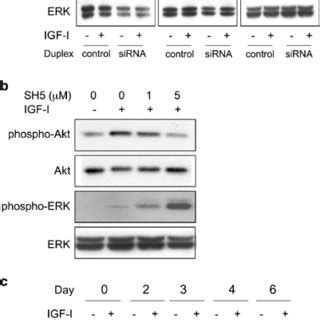Enhancement Of Apoptosis Following Igf1r Sirna Transfection Du145 A