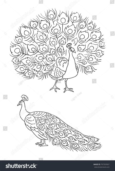 Peacock Outlines Front Side View Vector Stock Vector Royalty Free
