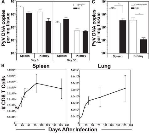 Figure 1 From An Mhc Class Ib Restricted Cd8 T Cell Response Confers