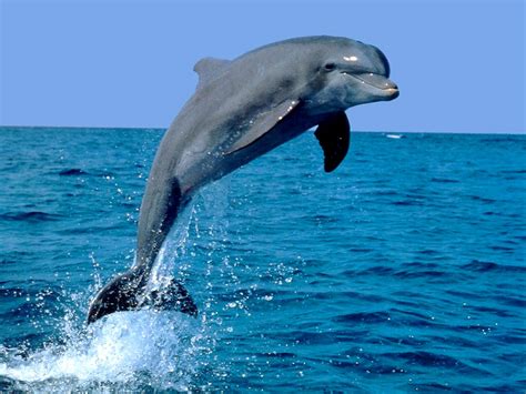 Animales El Delfin