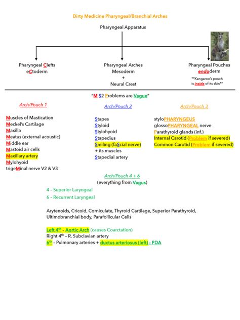Pharyngeal Arch Development Overview Pdf