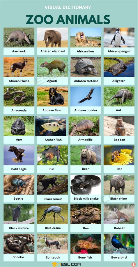 Zoo Animals Names A Complete Guide To English Vocabulary And Facts • 7esl