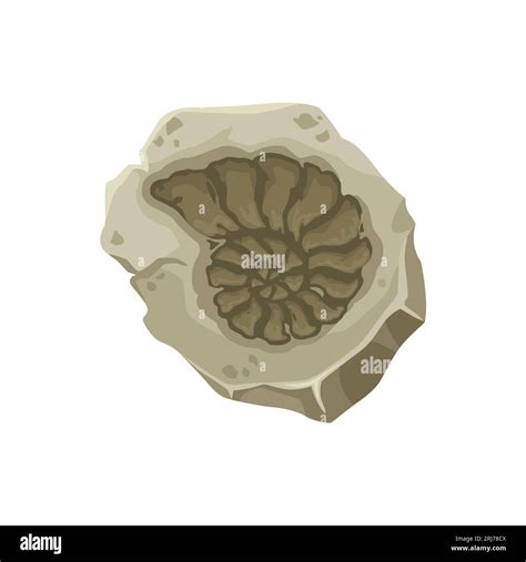 Marine Fossil Ancient Stone Nautilus Seashell Imprint Vector Underwater Paleontology Cartoon Marine Fossil Ancient Stone Nautilus Seashell Imprint Vector Underwater Paleontology Cartoon