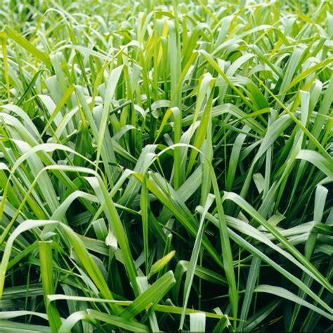 Perennial Grass Forage Pasture Seeds Brasuda