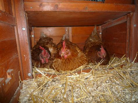 Hen Housing Set Ups For Winter British Hen Welfare Trust