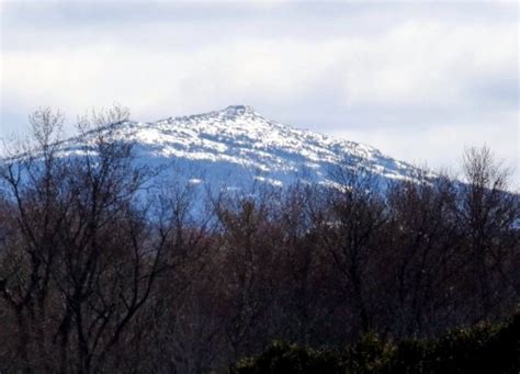 Red Maple Bark Patterns New Hampshire Garden Solutions