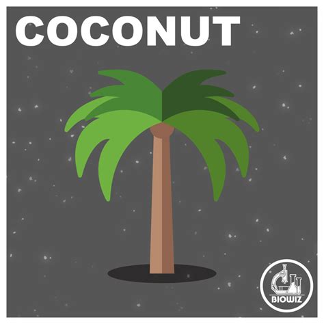 Coconut