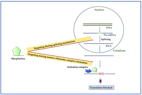 Morpholino As An Antiviral Left The General Structure Of A