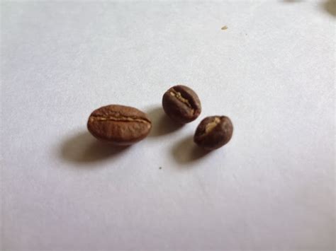 A Coffee Lovers Blog Roasting Bean Defects