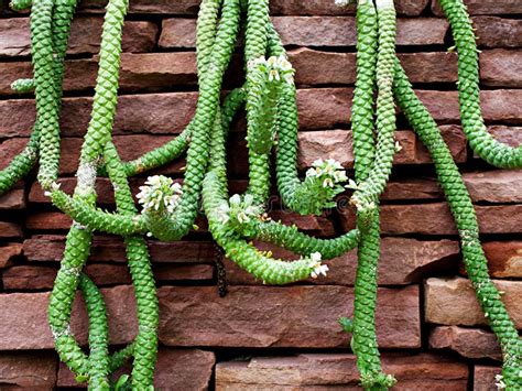 Aporocactus Flagelliformis Lem Rat Tail Cactus Plant Cactaceae