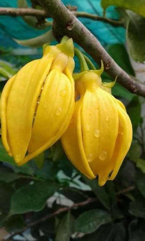 ផ្ការំដួល Flowers Fragrant Flowers Fragrant Plant