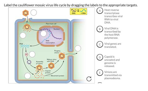 Solved Od Label The Cauliflower Mosaic Virus Life Cycle By