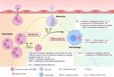Cross Talk Between The Plasminogenplasmin System And Inflammation