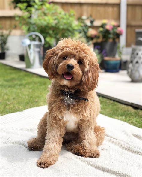 Cavapoo Full Grown Size
