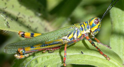 Rise Of The Grasshoppers New Analysis Redraws Evolutionary Tree For