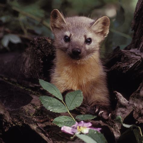 4 Things You Didnt Know About Coastal Humboldt Martens — Oregon