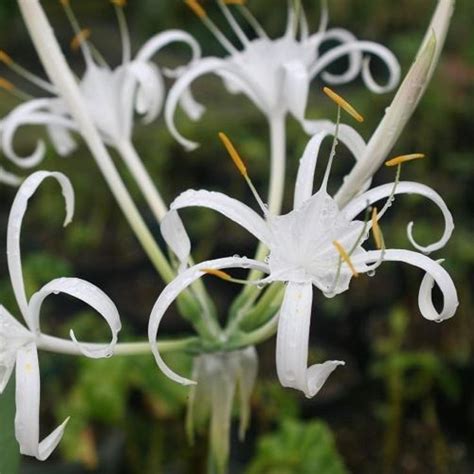 Variegated Spider Lily Shallow Water Plant Chalily Ponds And Gardens