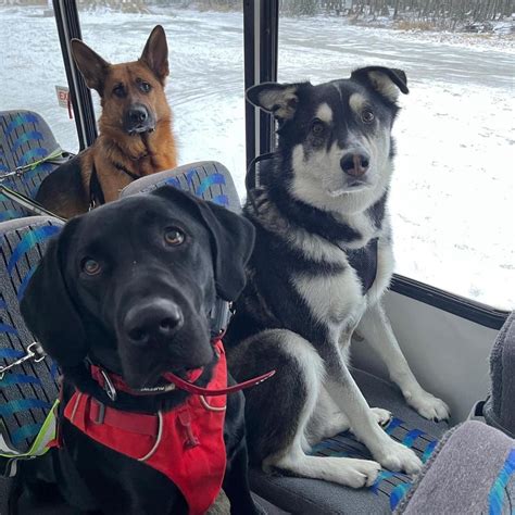 Mo Mountain Mutts Tiktok Goes Viral With Dog Friendly Bus