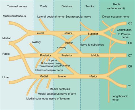 Brachial Plexus Disorders Springerlink