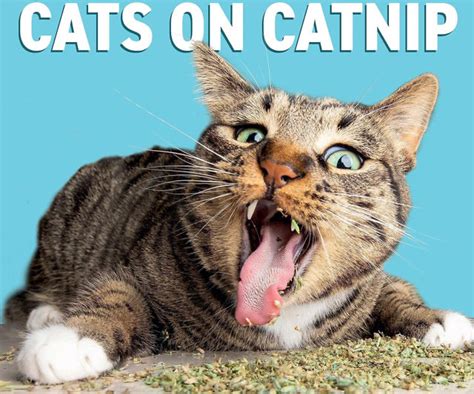 Cats High On Catnip Calendar