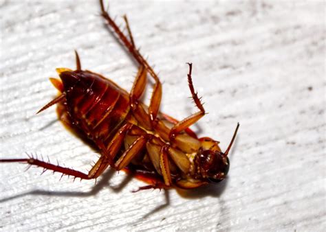 Headless Cockroaches In Marvin Can Live For A Week Tactical Pest And