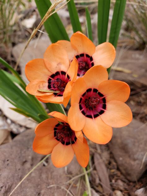 6 Ornamental Flowering Bulbs For The Southwest Fine Gardening