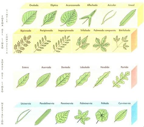 Tipos De Hoja Clasificacion De Las Hojas Herbario De Hojas