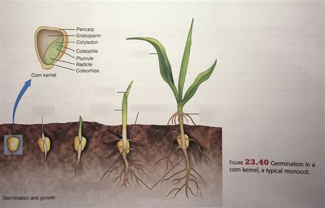 Corn Seedling Diagram